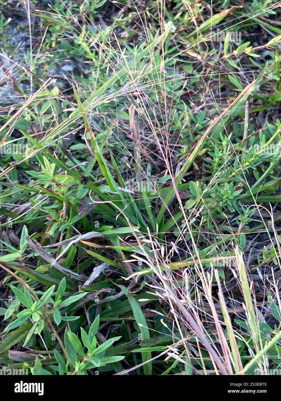 Elliott's lovegrass (Eragrostis elliottii Stock Photo - Alamy