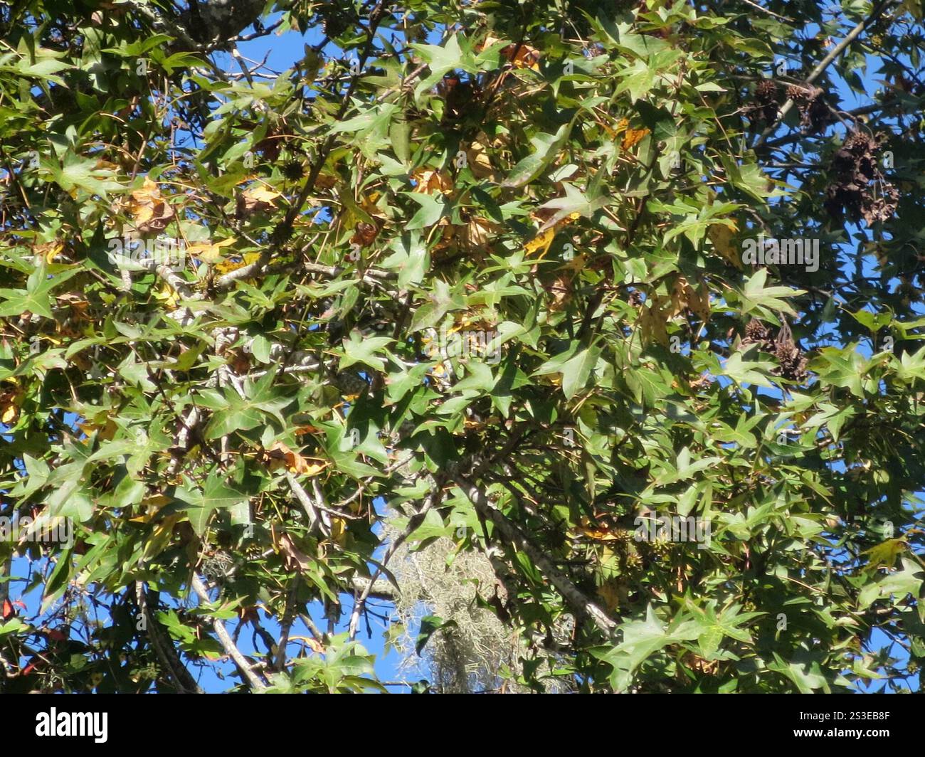 American sweetgum (Liquidambar styraciflua Stock Photo - Alamy
