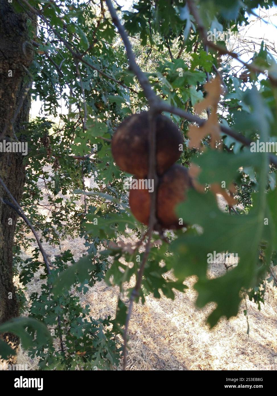 California Gall Wasp (Andricus quercuscalifornicus Stock Photo - Alamy