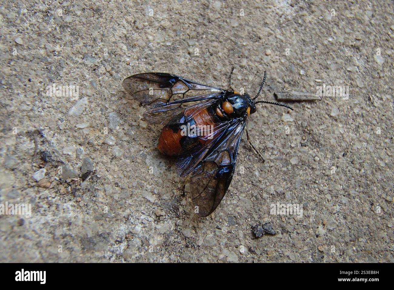 Cattle-poisoning sawfly (Lophyrotoma interrupta Stock Photo - Alamy