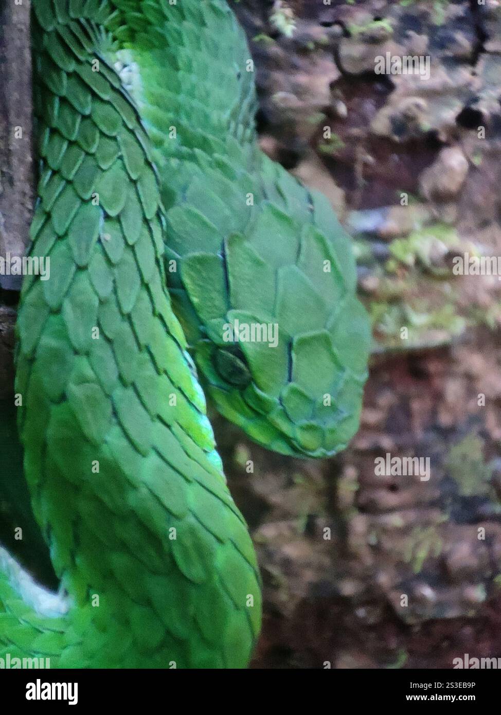 Large-scaled Pit Viper (Craspedocephalus macrolepis Stock Photo - Alamy