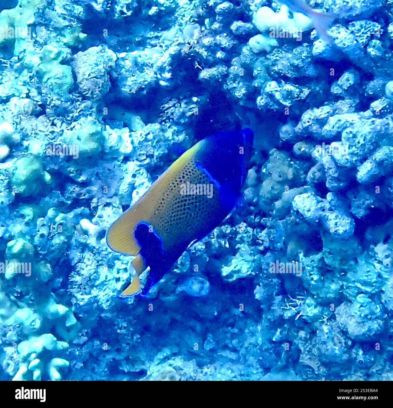 Bluegirdle Angelfish (Pomacanthus navarchus Stock Photo - Alamy