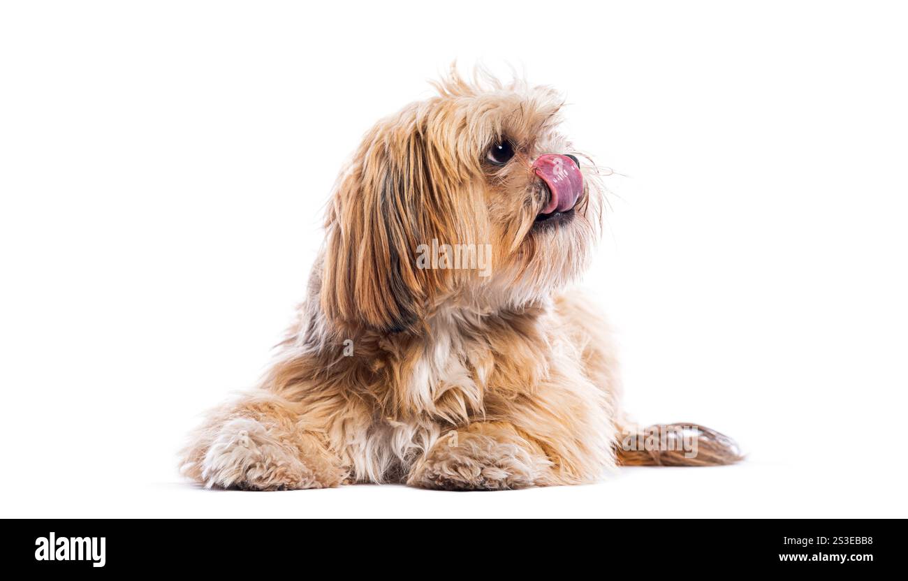 Adorable lhasa apso dog lying down and licking its nose, isolated on ...