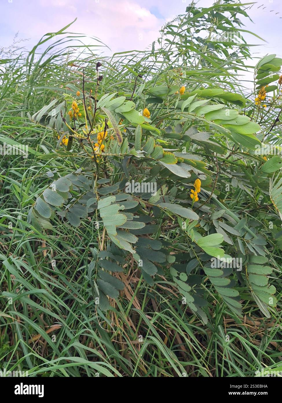 reticulate senna (Senna reticulata Stock Photo - Alamy