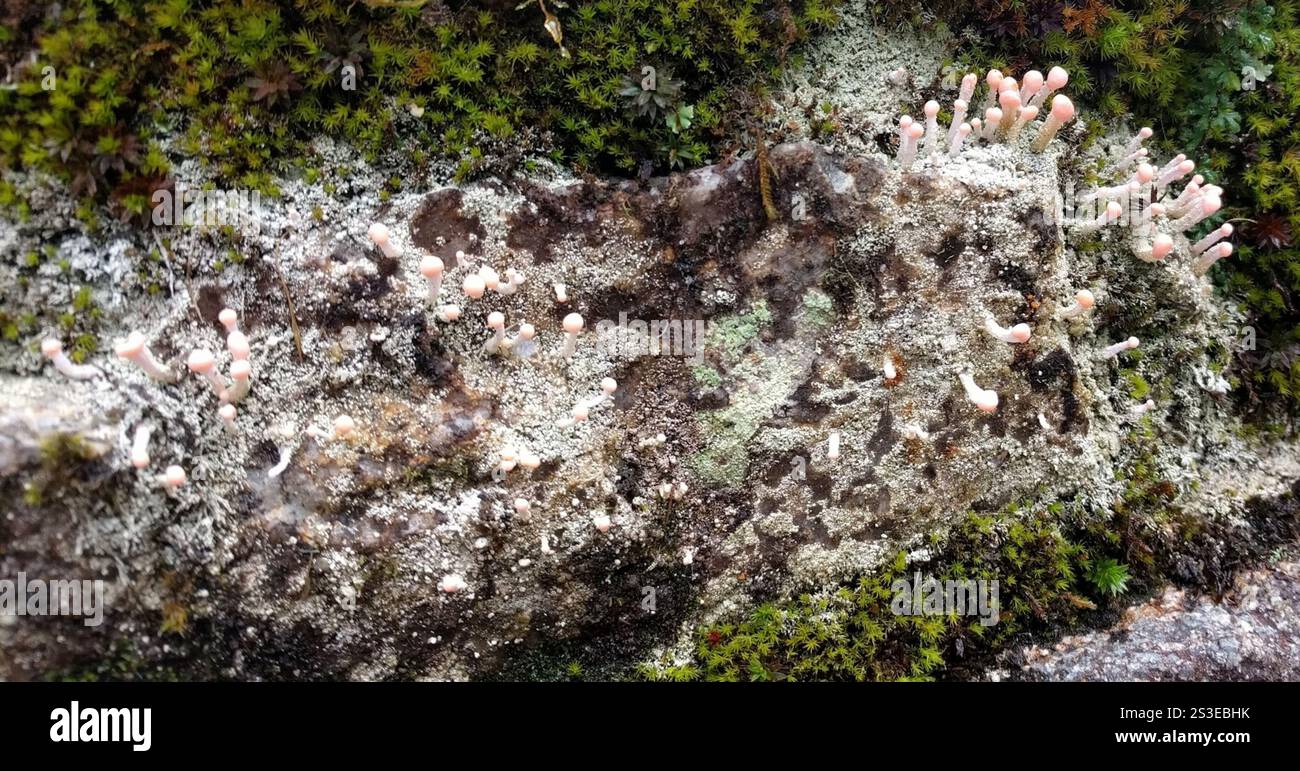Pink Earth Lichen (Dibaeis baeomyces Stock Photo - Alamy