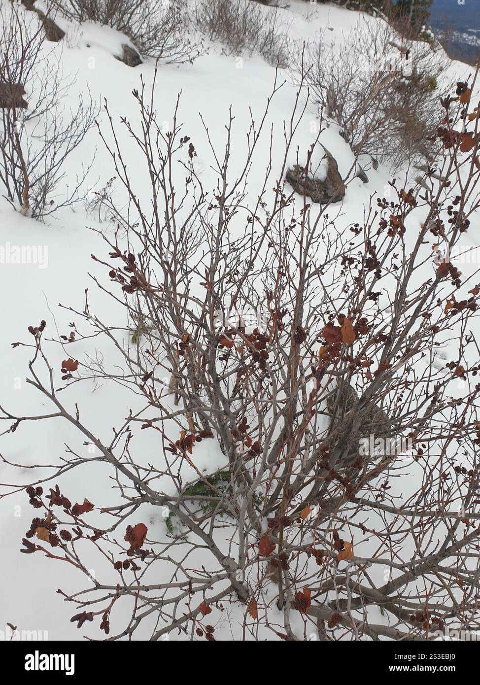 mountain alder (Alnus alnobetula crispa Stock Photo - Alamy