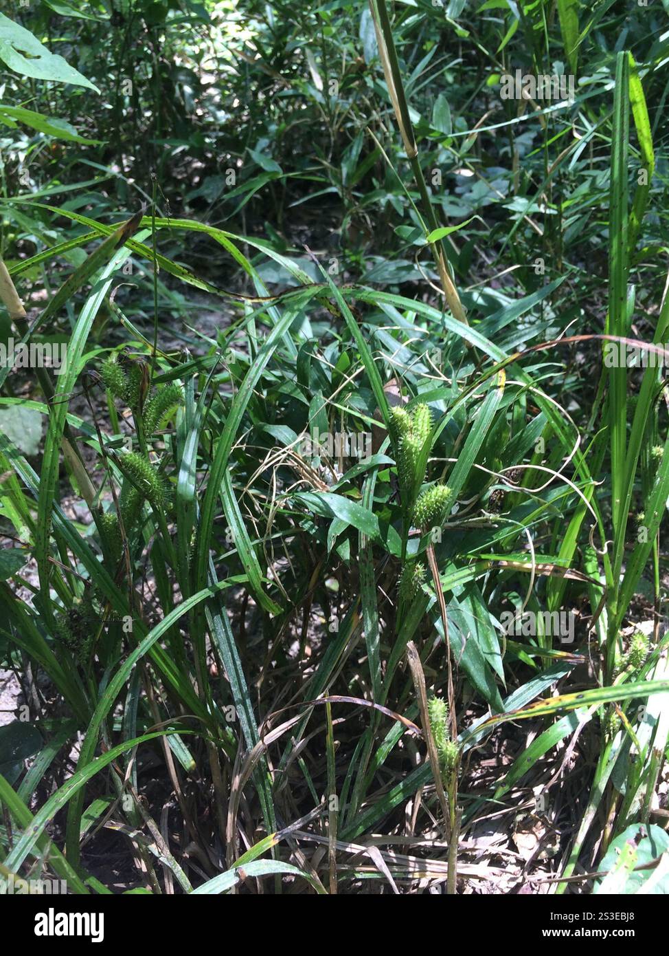 golden cattail sedge (Carex aureolensis Stock Photo - Alamy