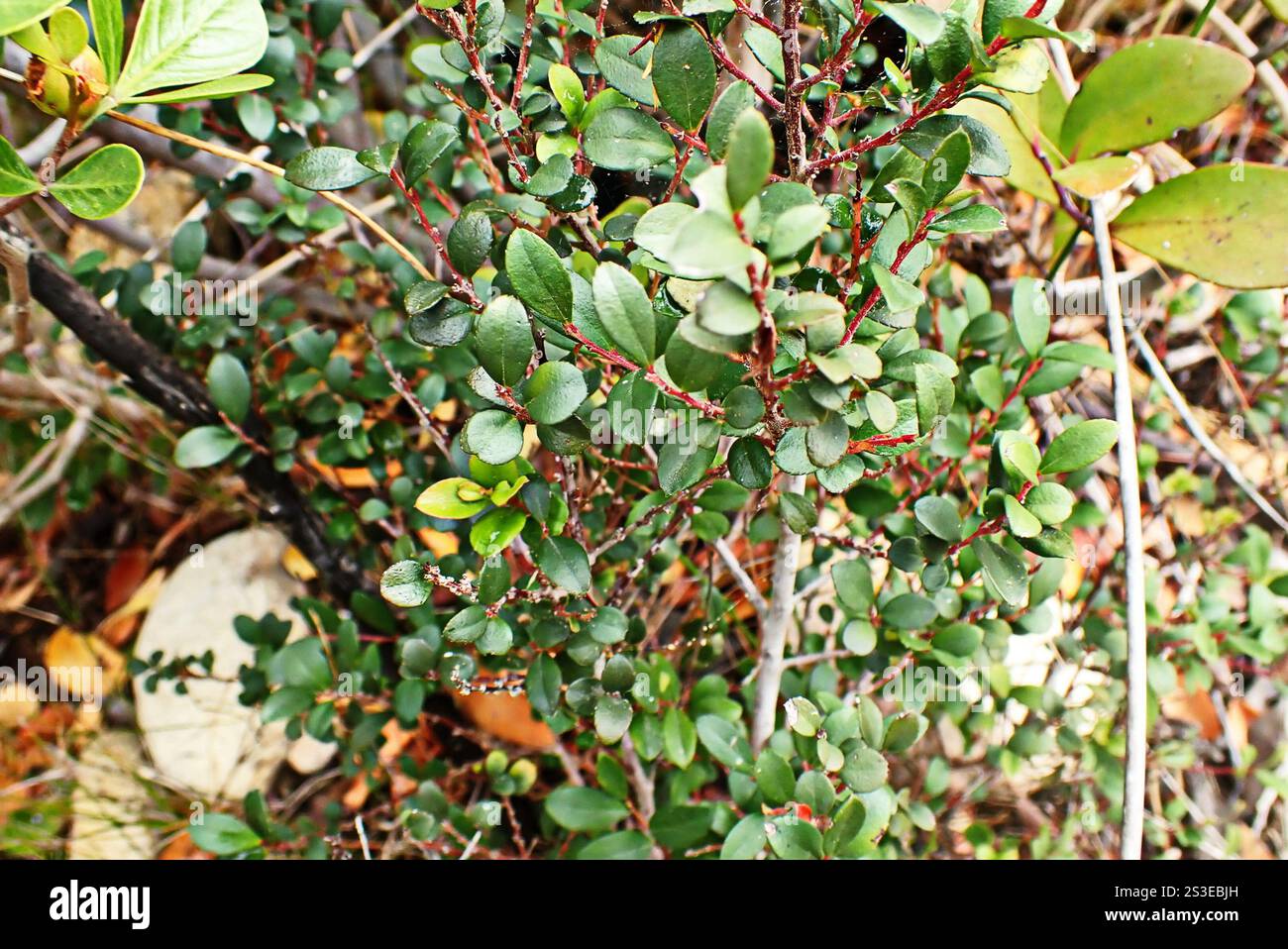 African Boxwood (Myrsine africana Stock Photo - Alamy
