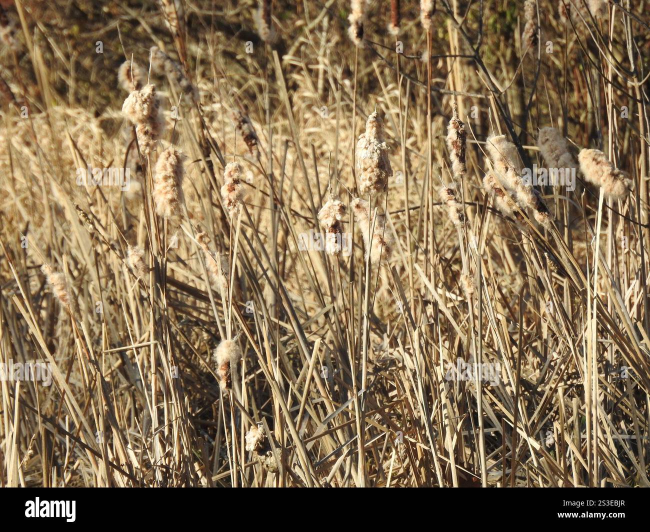 narrow-leaved cattail (Typha angustifolia Stock Photo - Alamy