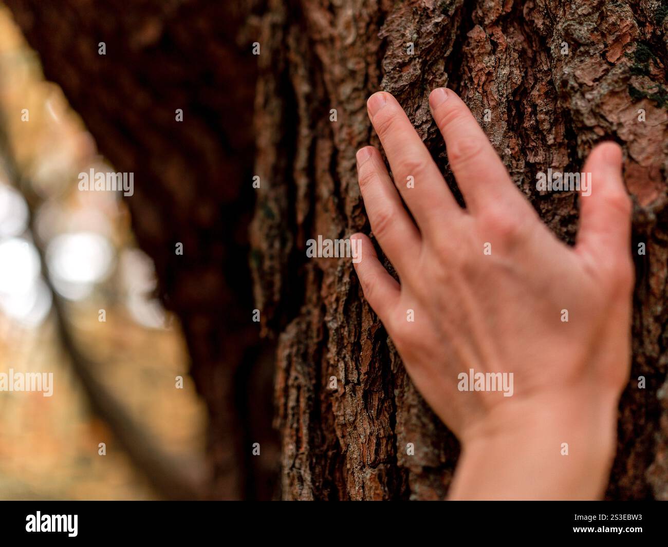 Environmentalist Healing Grounding Hand Touching Tree Bark Stock Photo ...