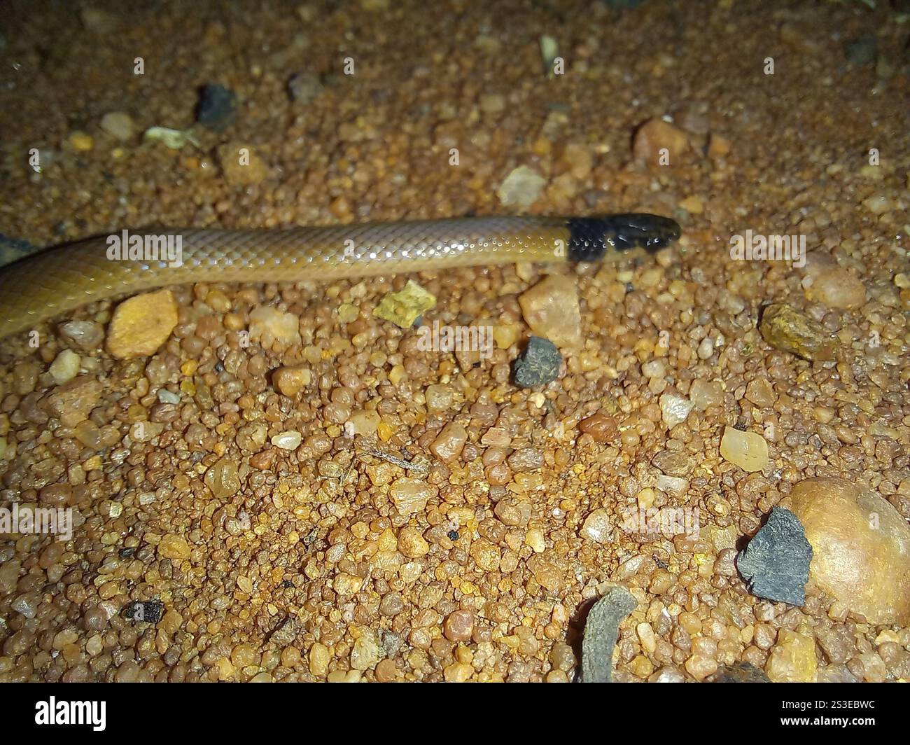 Cape Centipede-Eater (Aparallactus capensis Stock Photo - Alamy