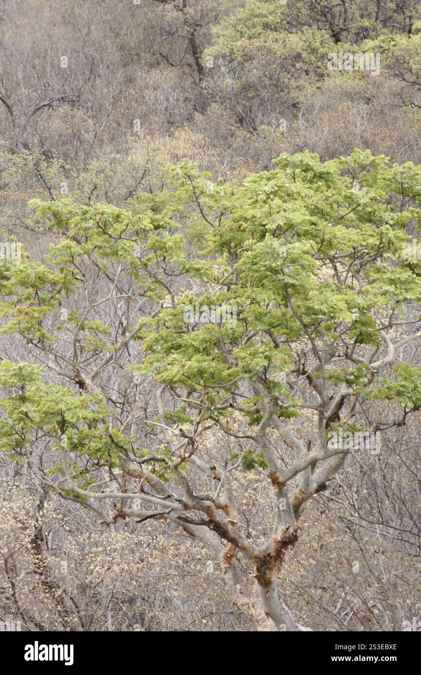 Paperbark False Thorn (Albizia tanganyicensis tanganyicensis Stock ...