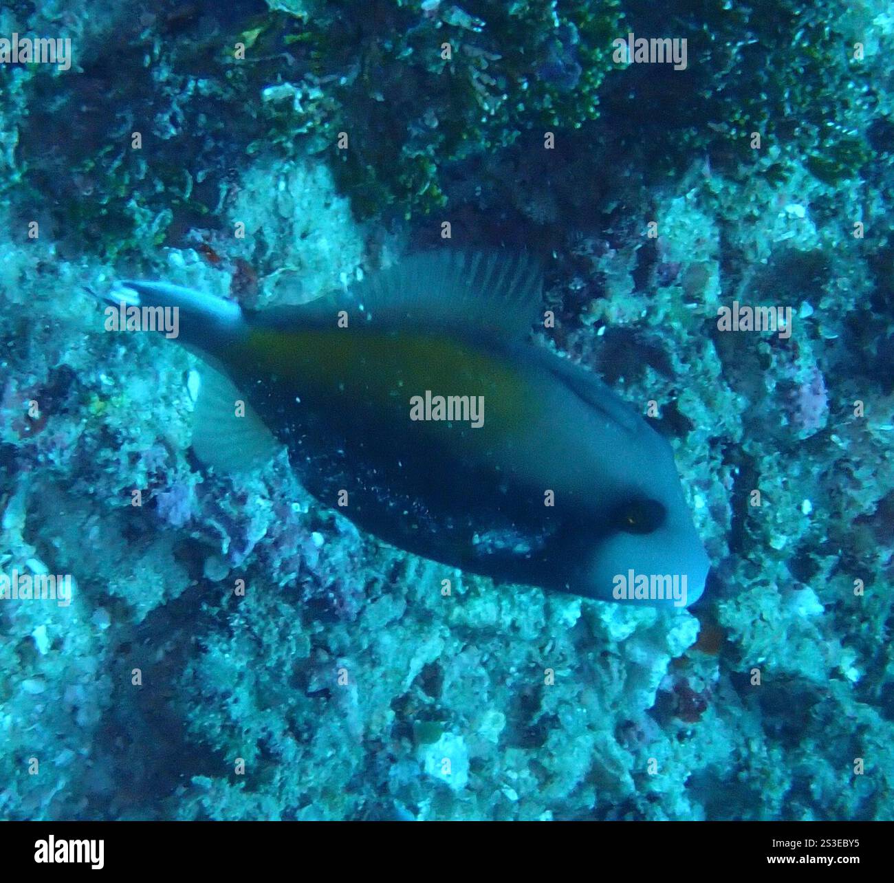 Flagtail Triggerfish (Sufflamen chrysopterum Stock Photo - Alamy