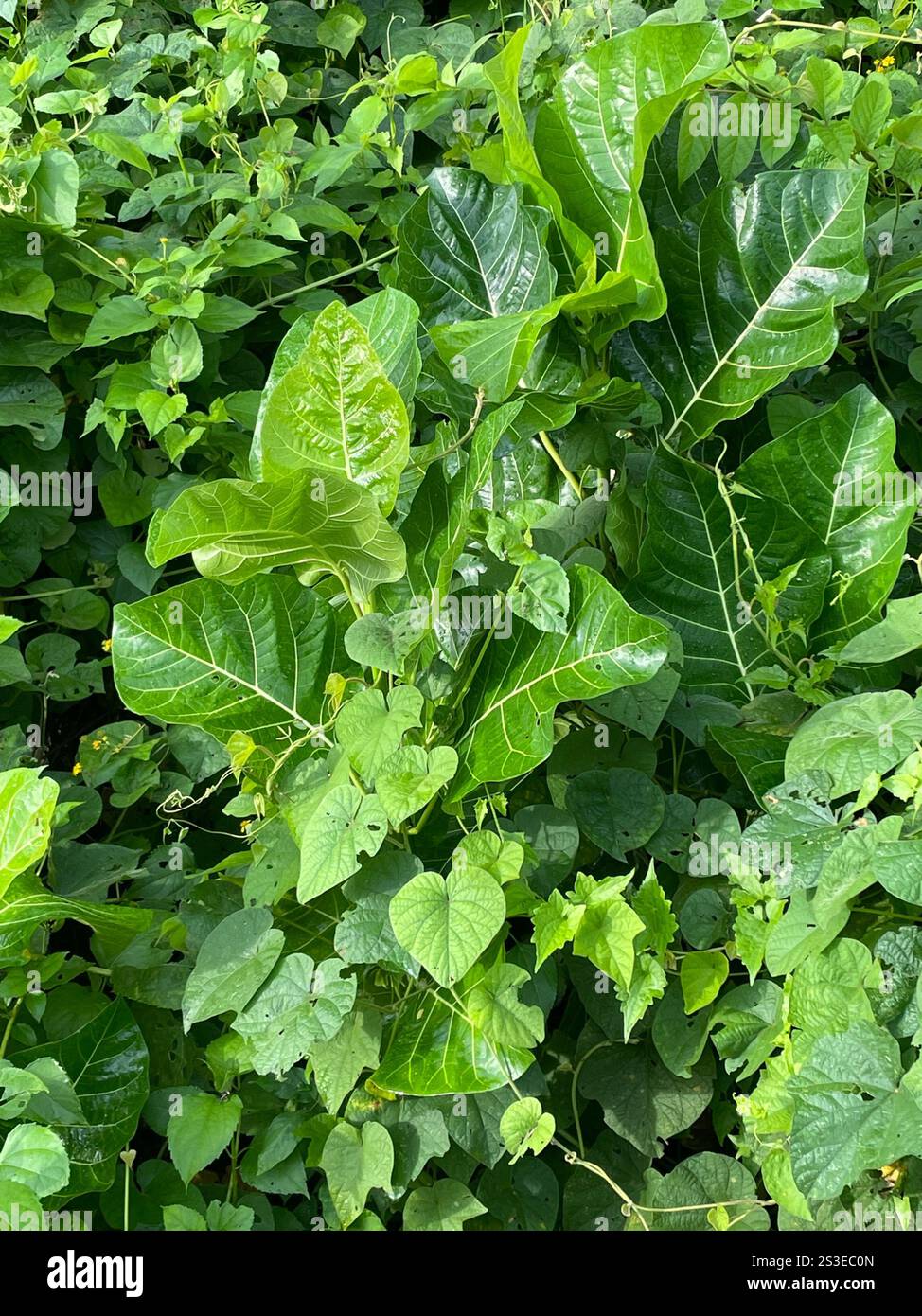 Hauili fig tree (Ficus septica Stock Photo - Alamy
