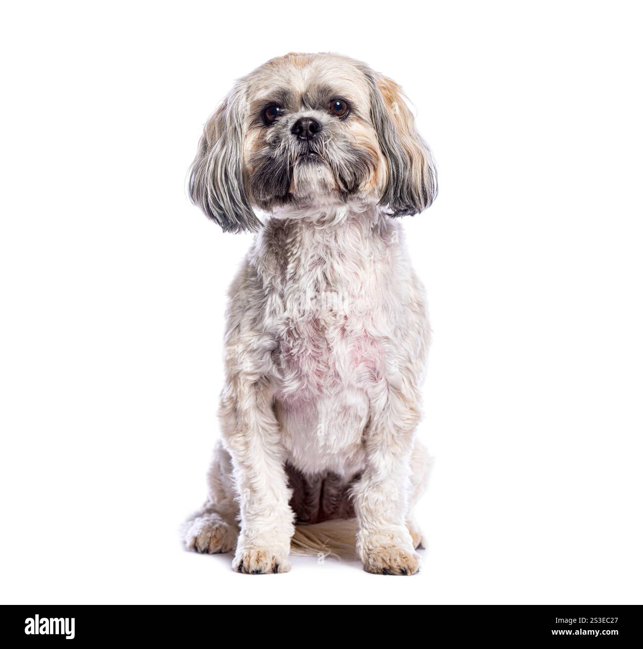 Adorable Shih Tzudog sitting and posing for the camera, isolated on a ...