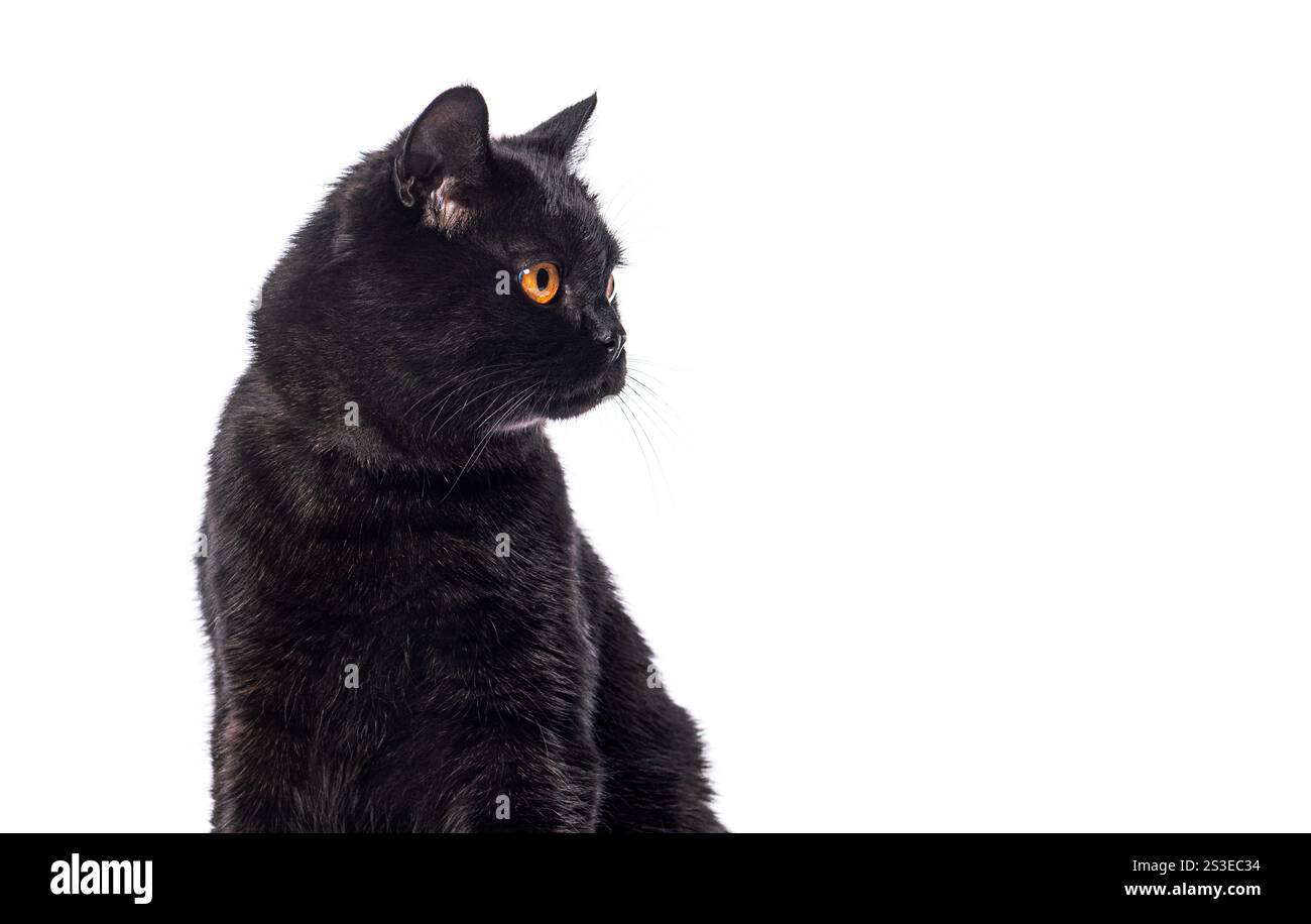 Curious black British shorthair cat with intense orange eyes sitting ...