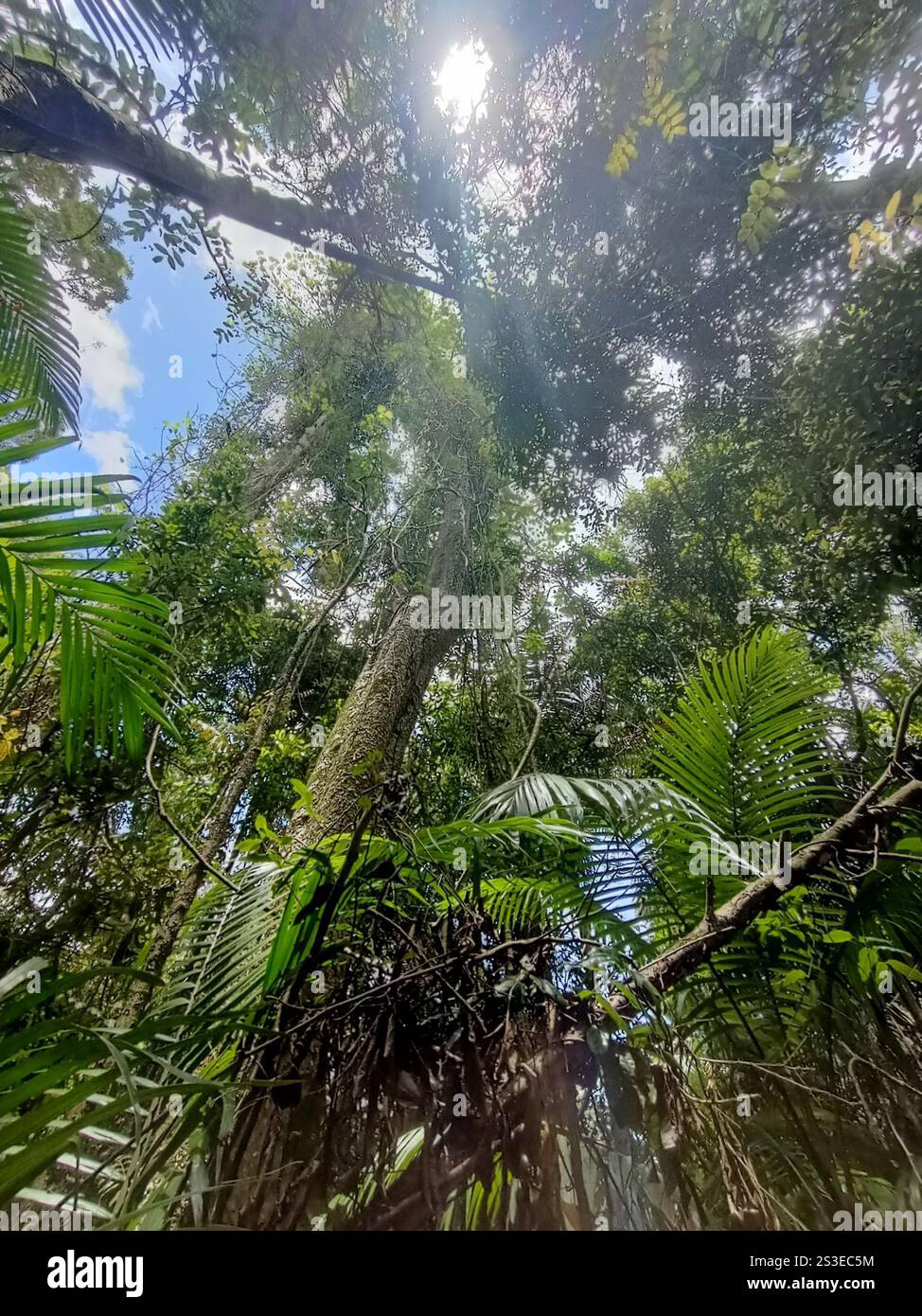 Giant Stinging Tree (Dendrocnide excelsa Stock Photo - Alamy