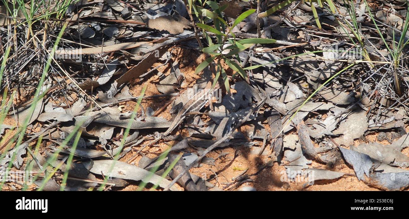 eastern mallee dragon (Ctenophorus spinodomus Stock Photo - Alamy