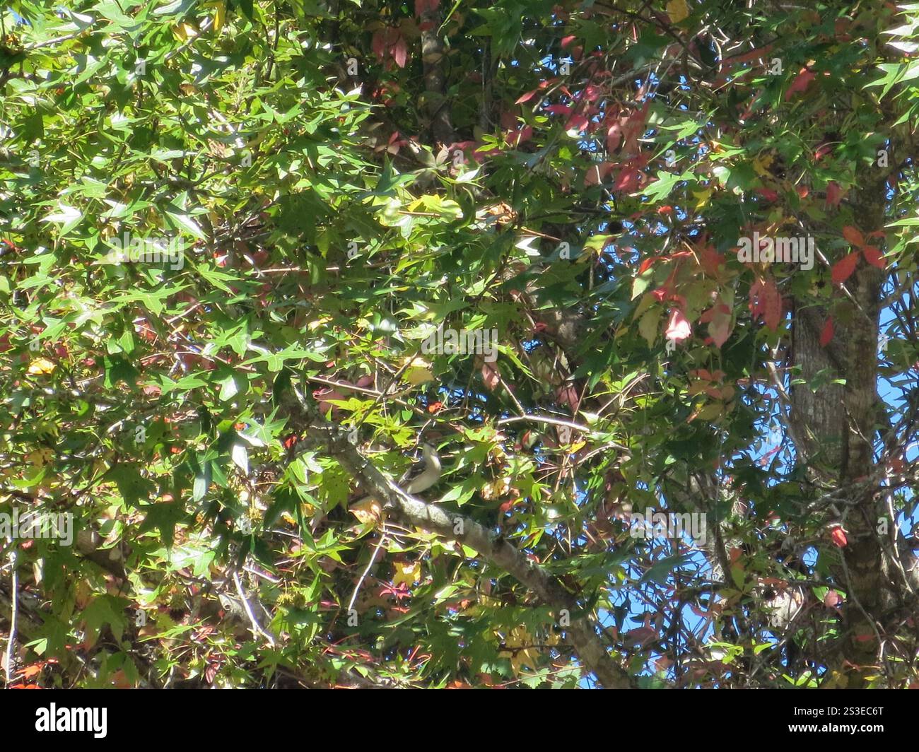 American sweetgum (Liquidambar styraciflua Stock Photo - Alamy