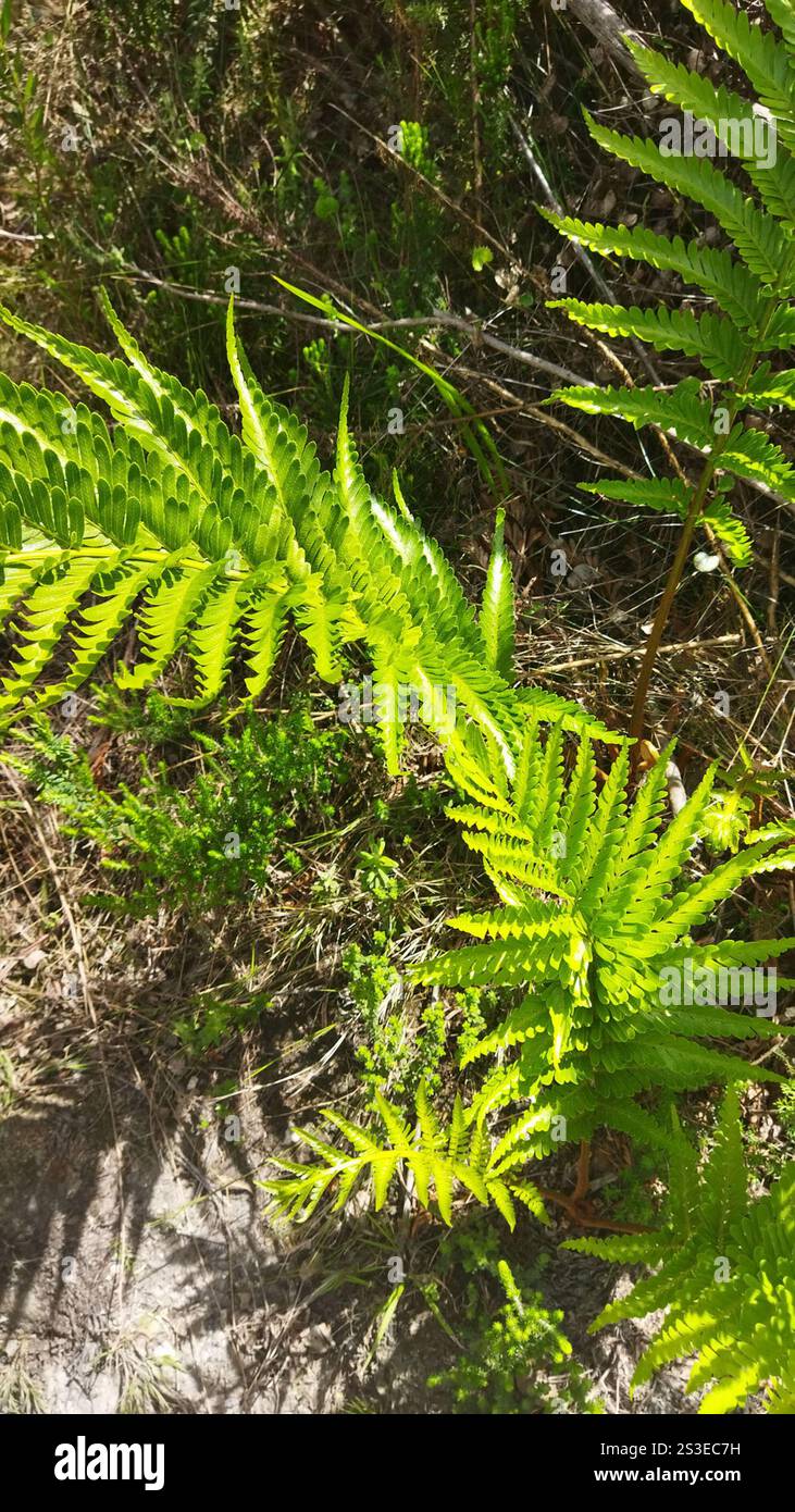 king fern (Todea barbara Stock Photo - Alamy