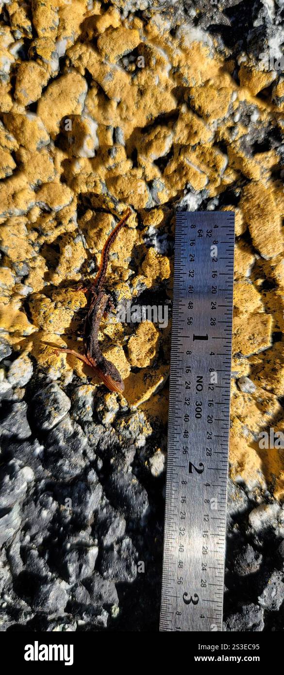California Newt (Taricha torosa Stock Photo - Alamy