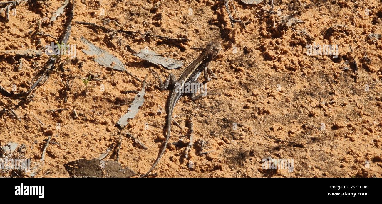 eastern mallee dragon (Ctenophorus spinodomus Stock Photo - Alamy