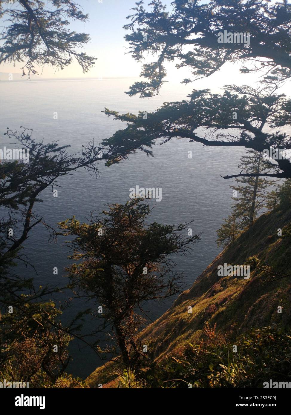 Sitka spruce (Picea sitchensis Stock Photo - Alamy