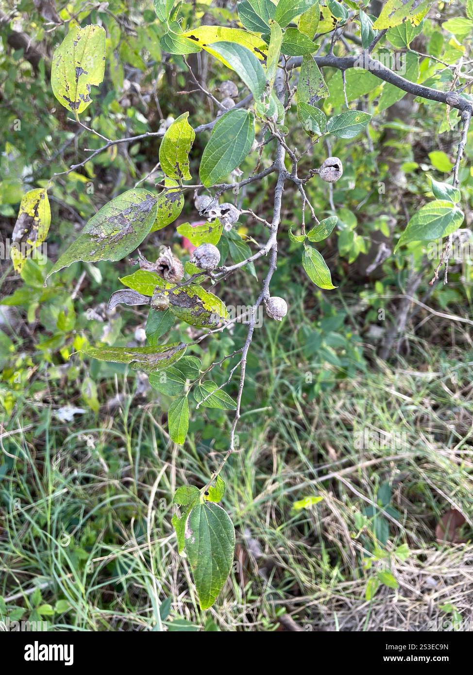 Hackberry Petiole Gall Psyllid (Pachypsylla venusta Stock Photo - Alamy