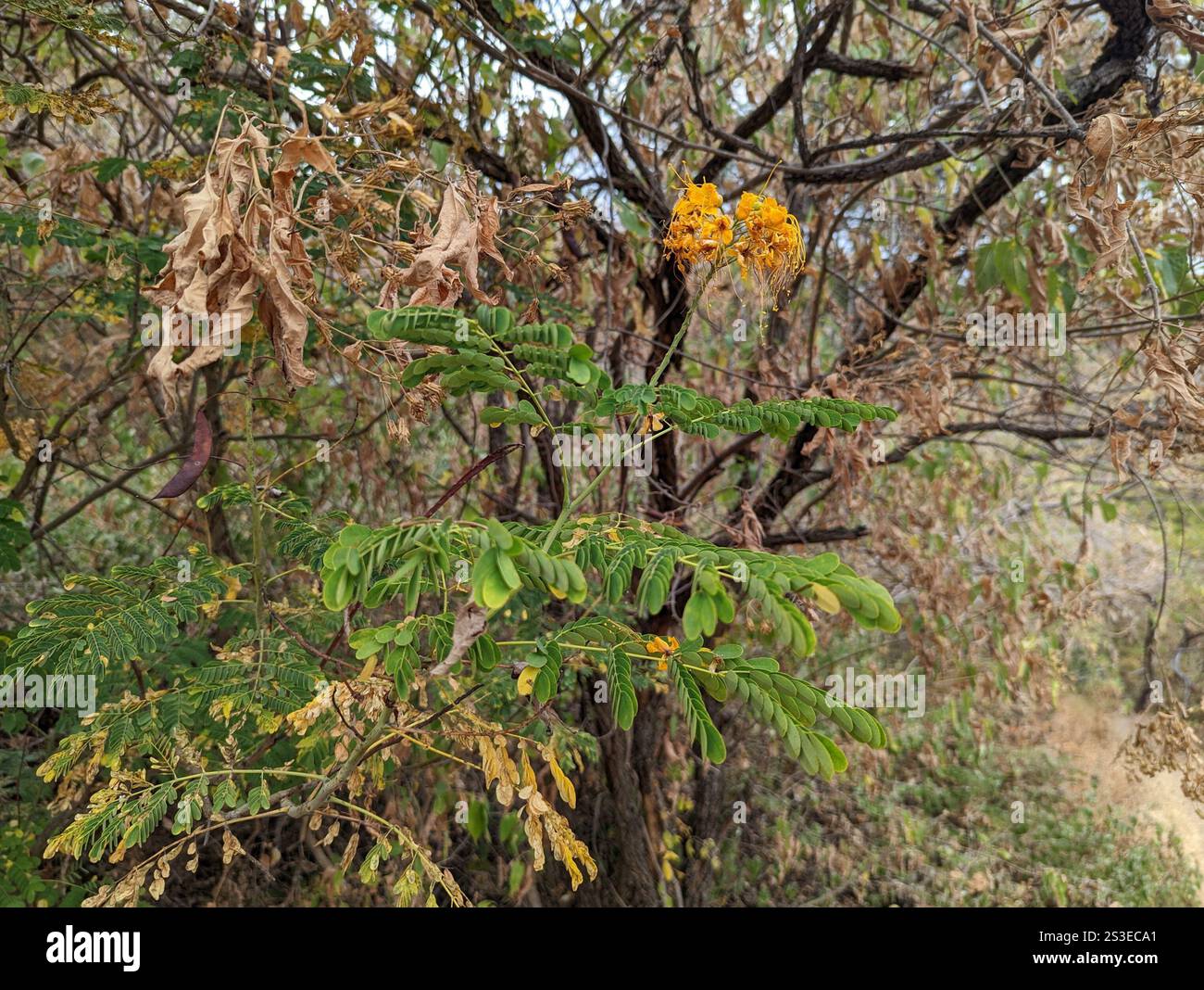 Yellow peacock flower (Caesalpinia pulcherrima flava Stock Photo - Alamy