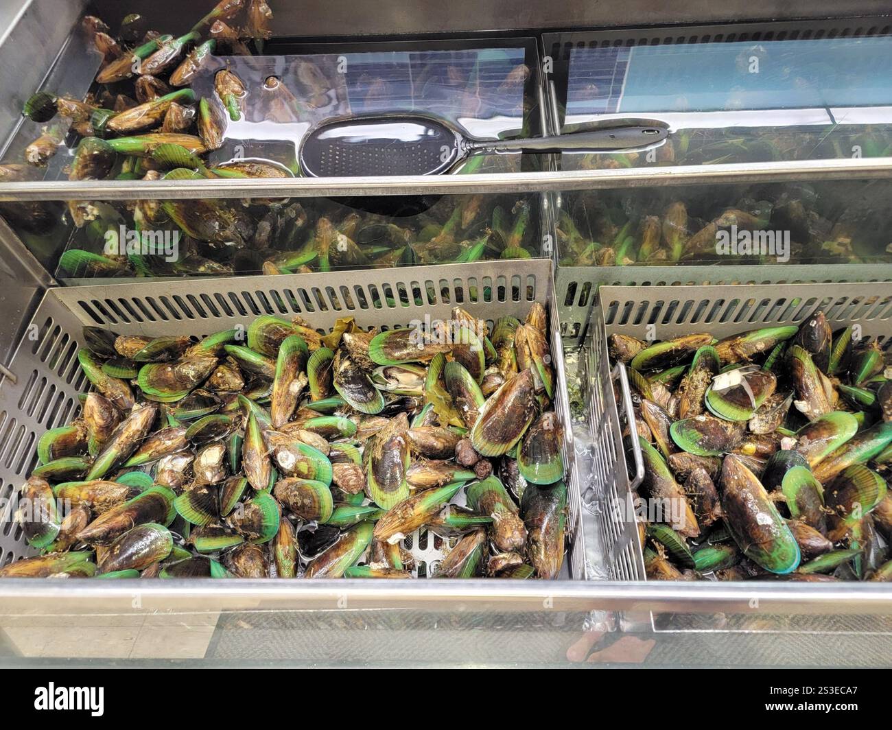 New Zealand Green-lipped Mussel (Perna canaliculus Stock Photo - Alamy