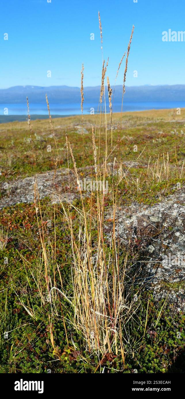 Scandinavian Small-reed (Calamagrostis purpurea Stock Photo - Alamy