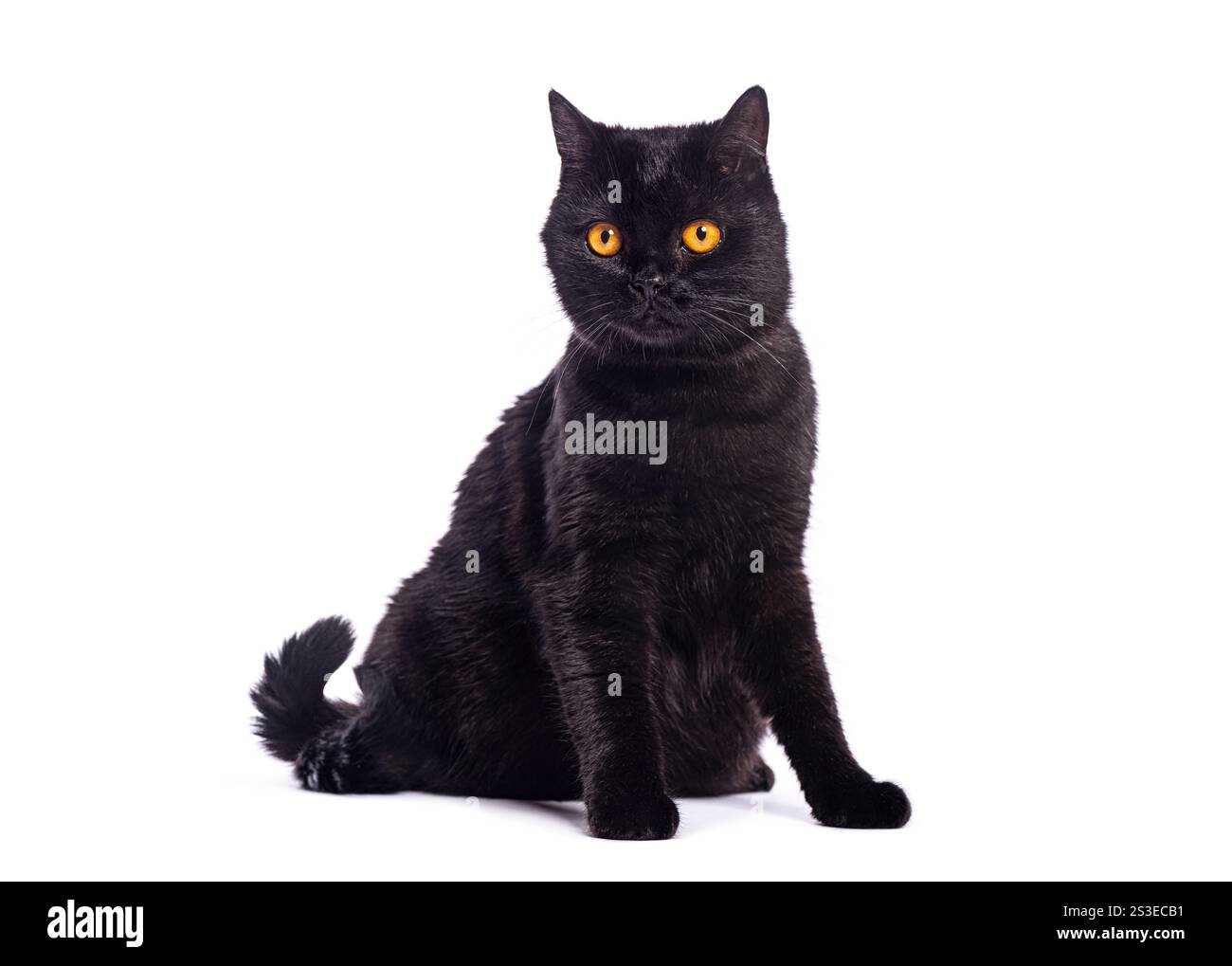 Adorable dark cat sitting on hi-res stock photography and images - Alamy