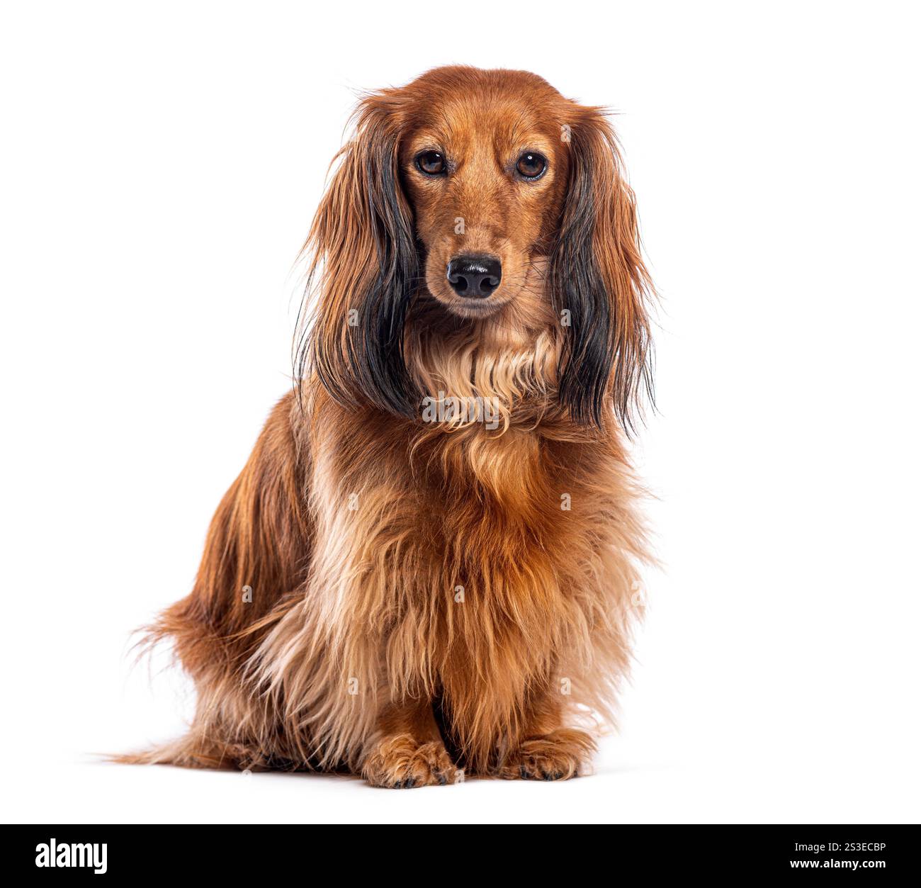 Animal demeanor Cut Out Stock Images & Pictures - Alamy