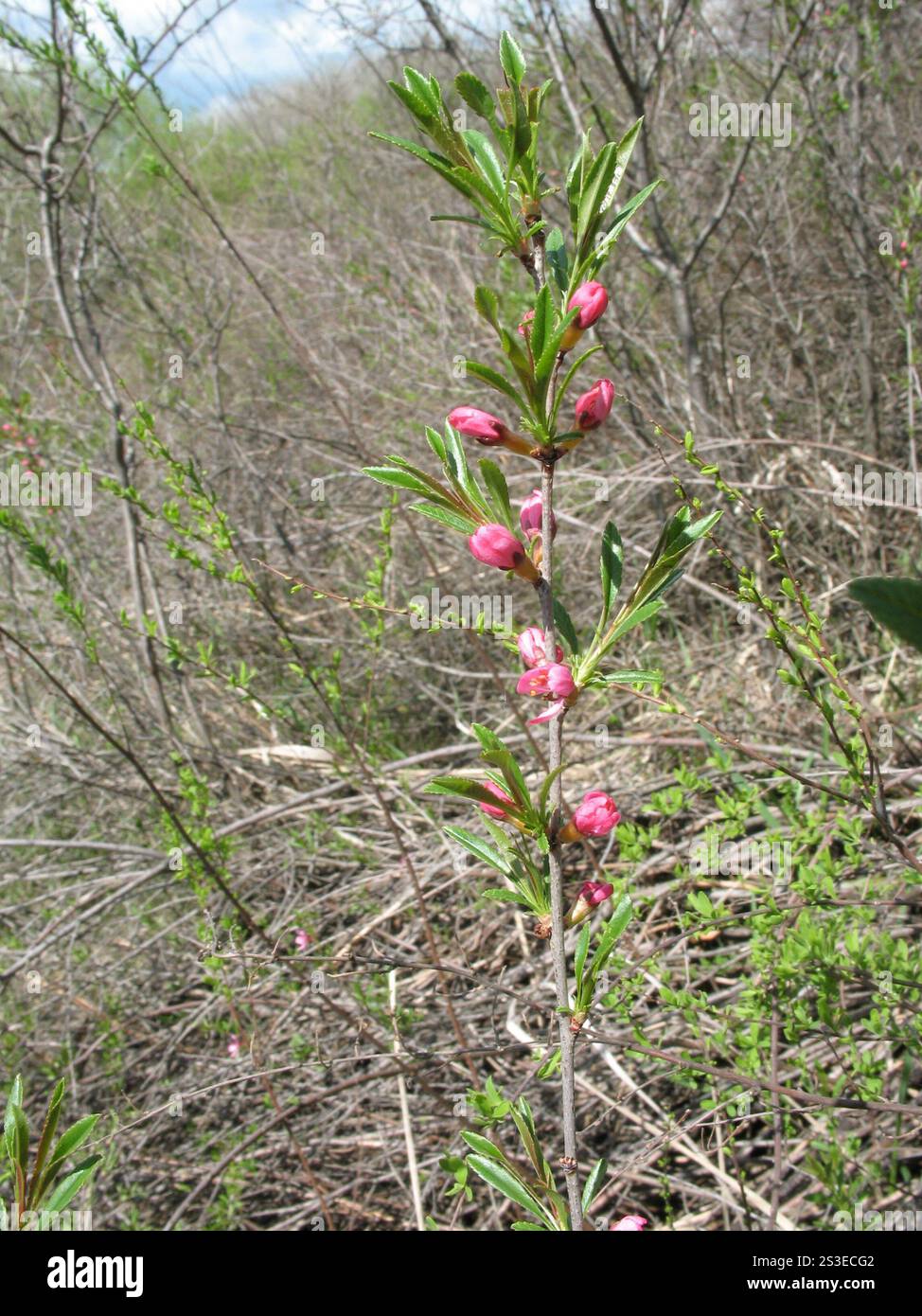 Dwarf Russian Almond (Prunus tenella Stock Photo - Alamy