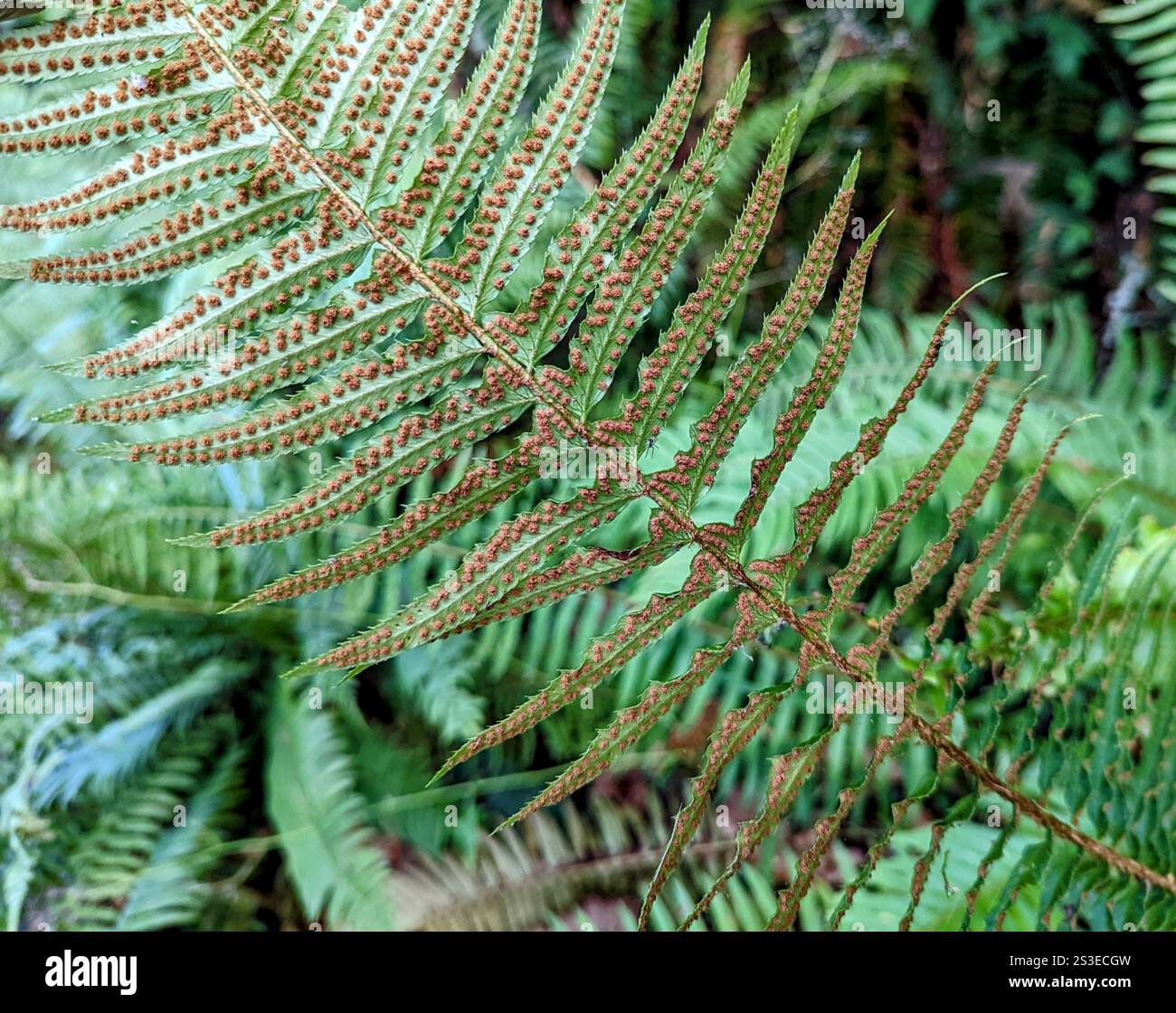 western sword fern (Polystichum munitum Stock Photo - Alamy