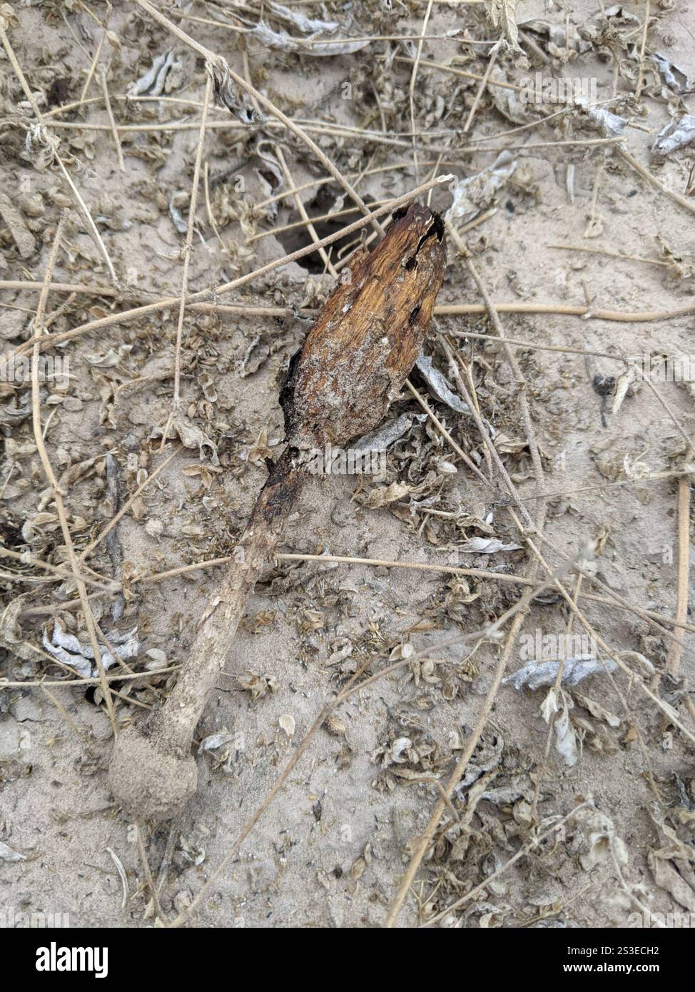 Desert Shaggymane (Podaxis pistillaris Stock Photo - Alamy