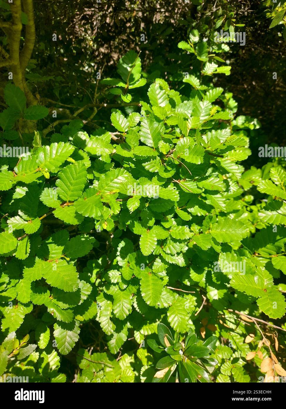 Lenga Beech (Nothofagus pumilio Stock Photo - Alamy