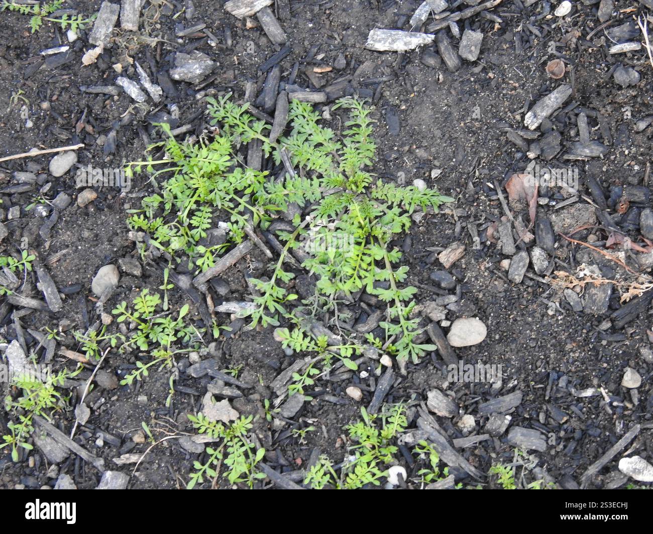 Bog Yellowcress (Rorippa palustris Stock Photo - Alamy