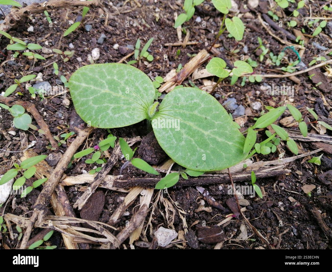 winter squash (Cucurbita maxima Stock Photo - Alamy