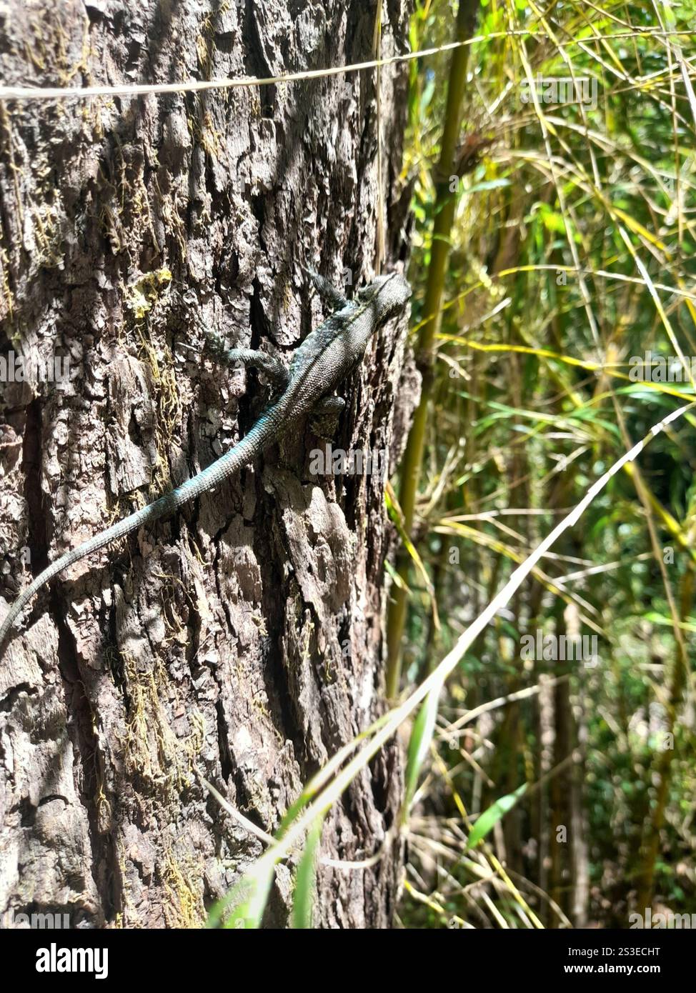 Common Painted Smooth-throated Lizard (Liolaemus pictus Stock Photo - Alamy