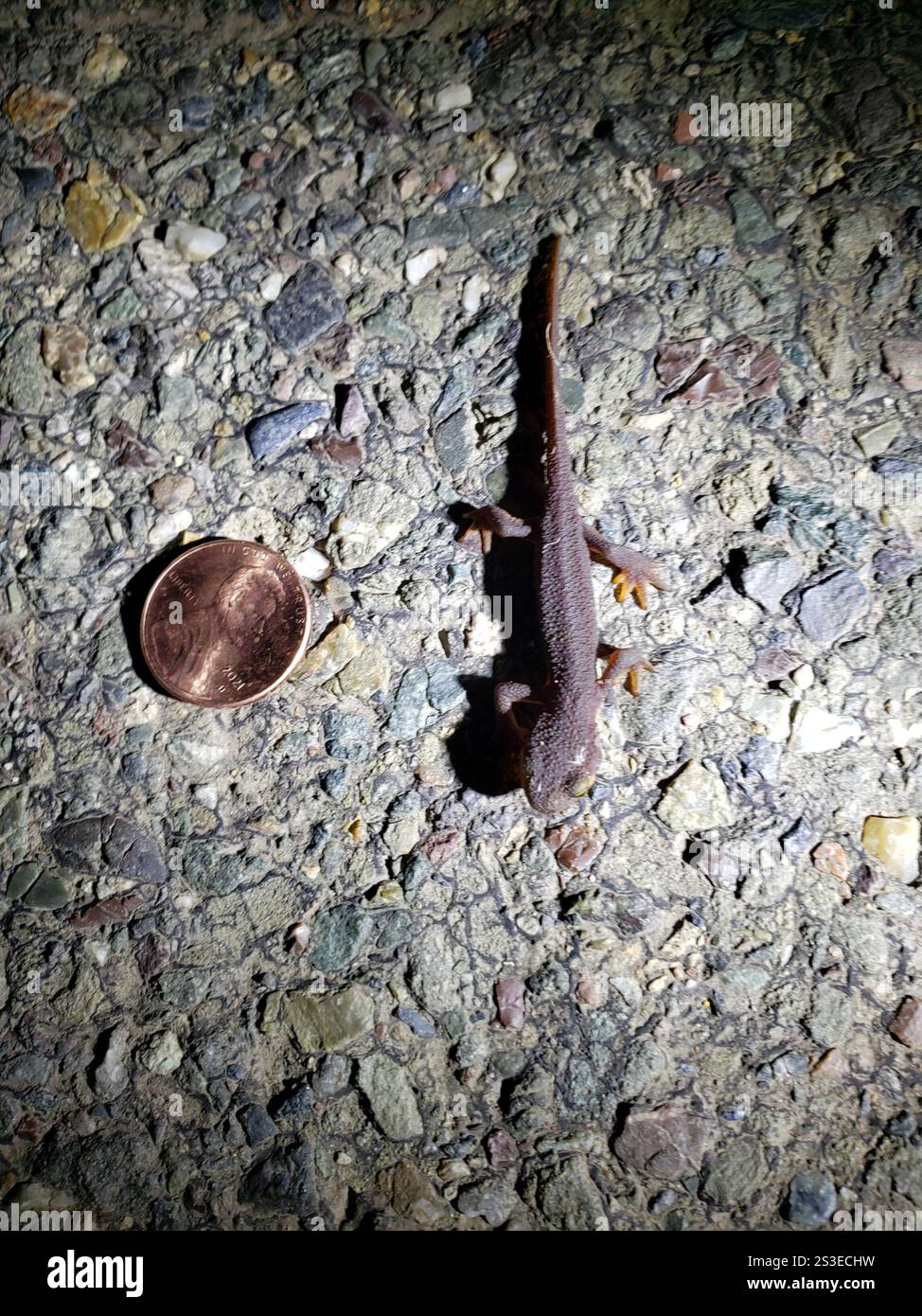 California Newt (Taricha torosa Stock Photo - Alamy