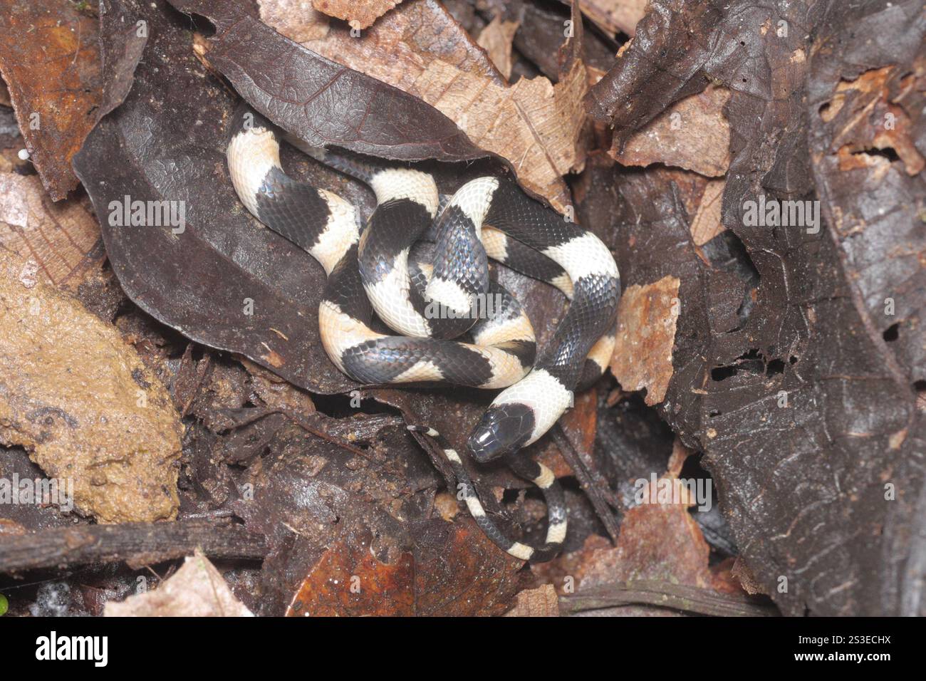 Forest Flame Snake (Oxyrhopus petolarius Stock Photo - Alamy
