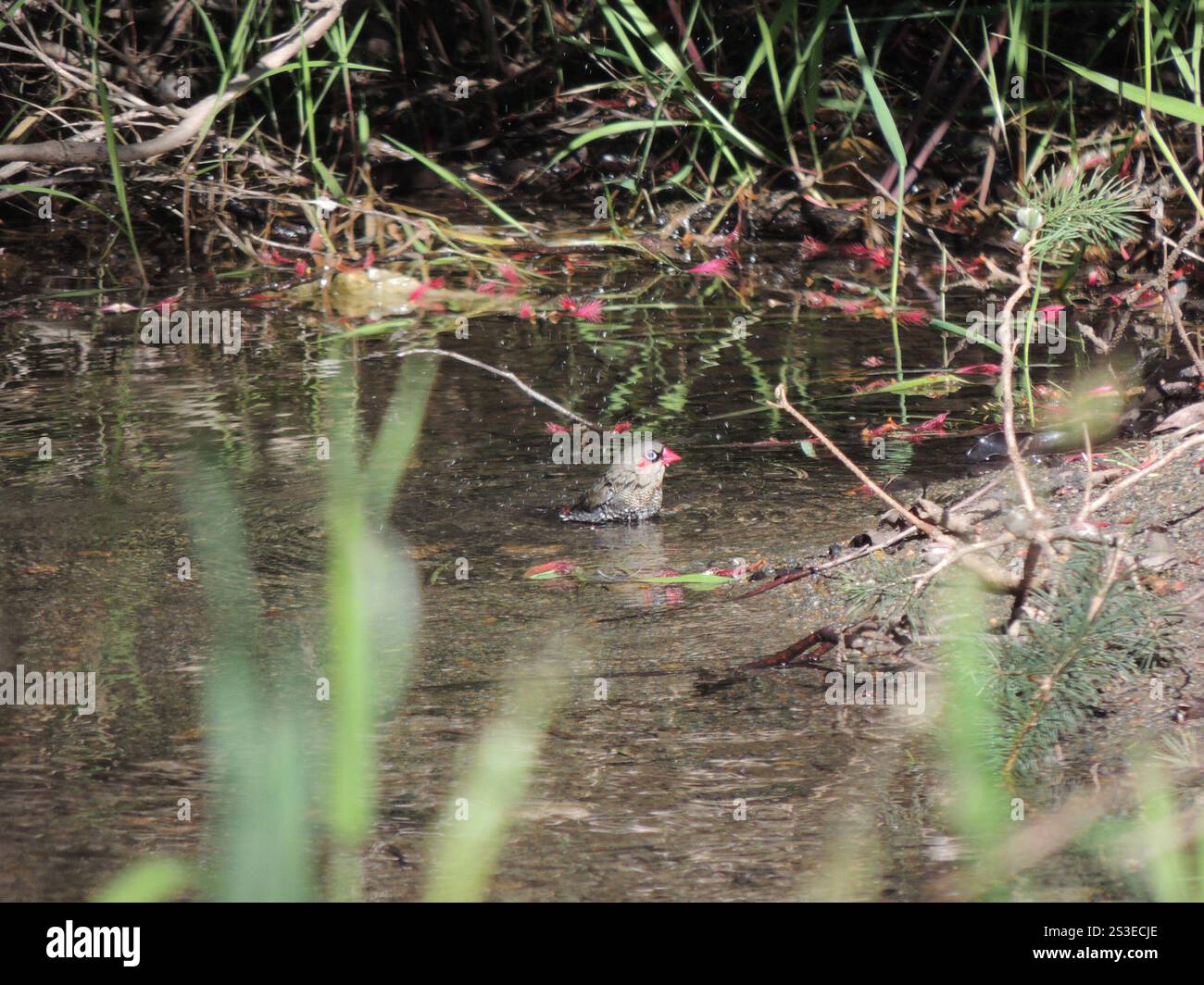 Red-eared Firetail (Stagonopleura oculata Stock Photo - Alamy