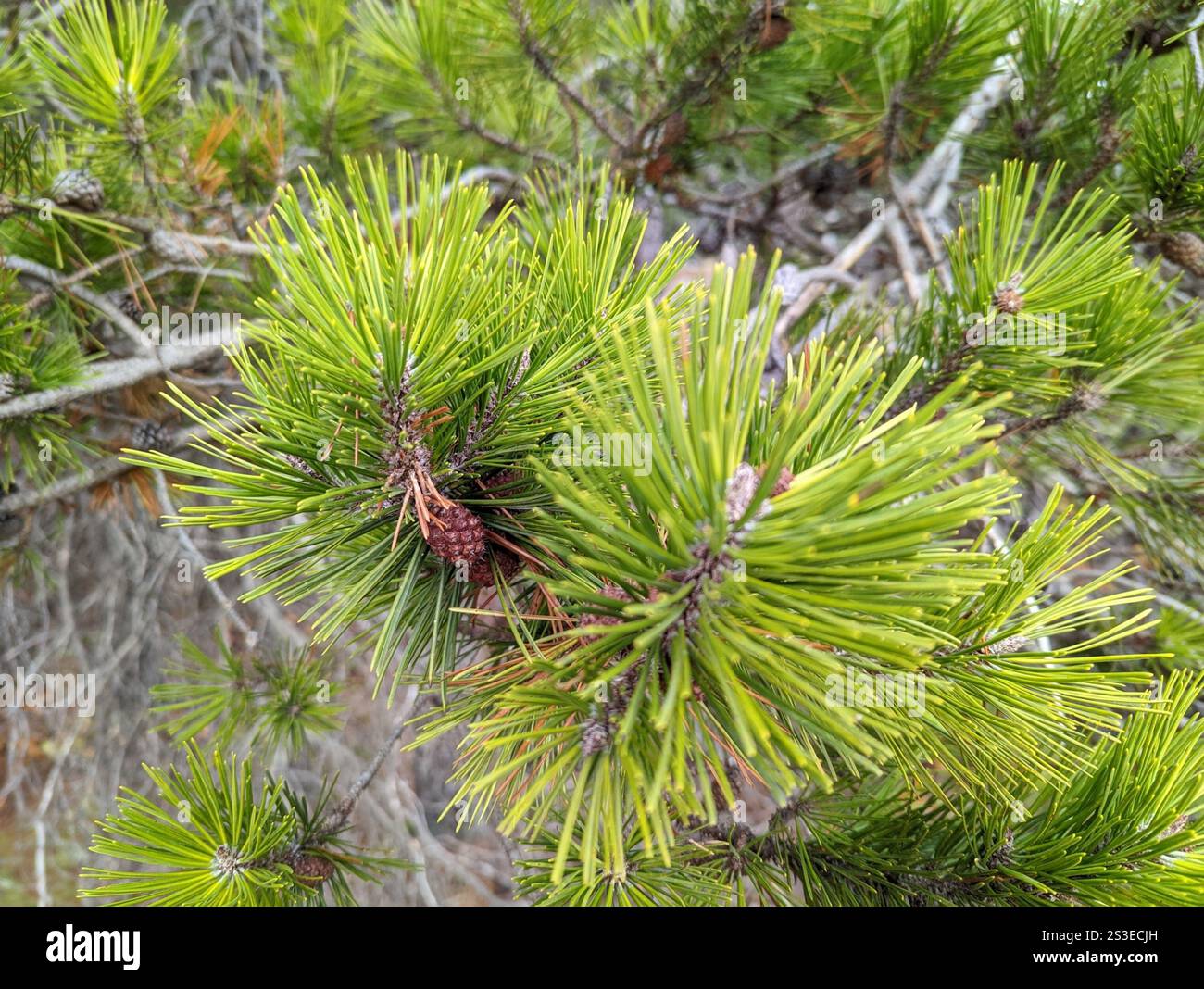 lodgepole pine (Pinus contorta Stock Photo - Alamy
