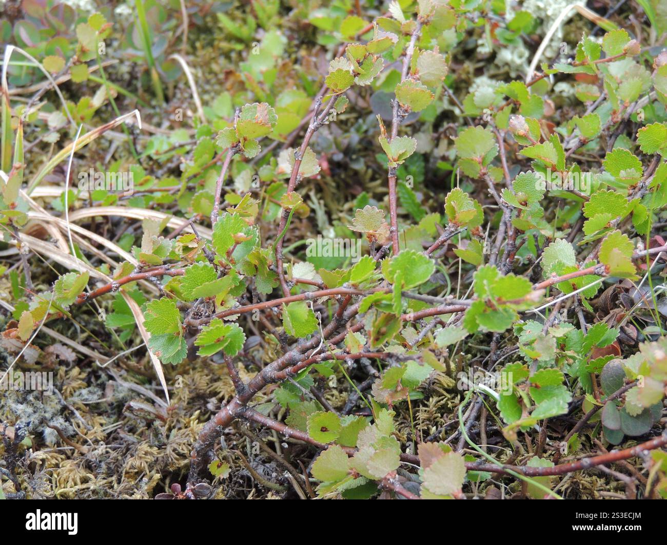 Dwarf Birch (Betula nana Stock Photo - Alamy
