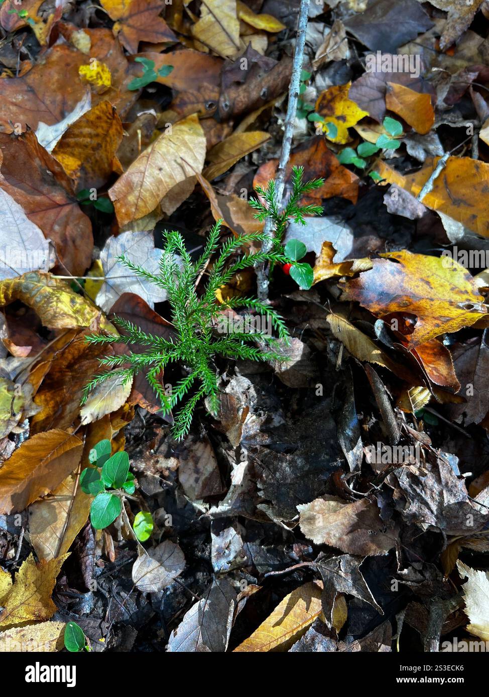 flat-branched tree-clubmoss (Dendrolycopodium obscurum Stock Photo - Alamy