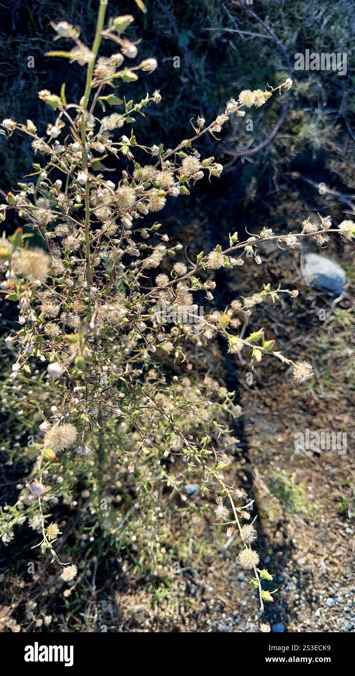Stinkwort (Dittrichia graveolens Stock Photo - Alamy