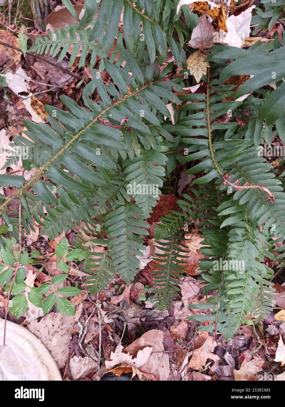 Christmas fern (Polystichum acrostichoides Stock Photo - Alamy