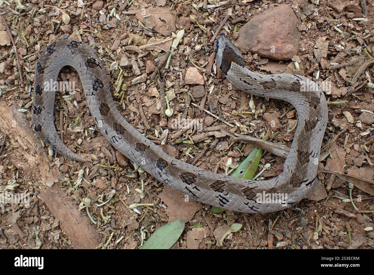 To night adder hi-res stock photography and images - Alamy