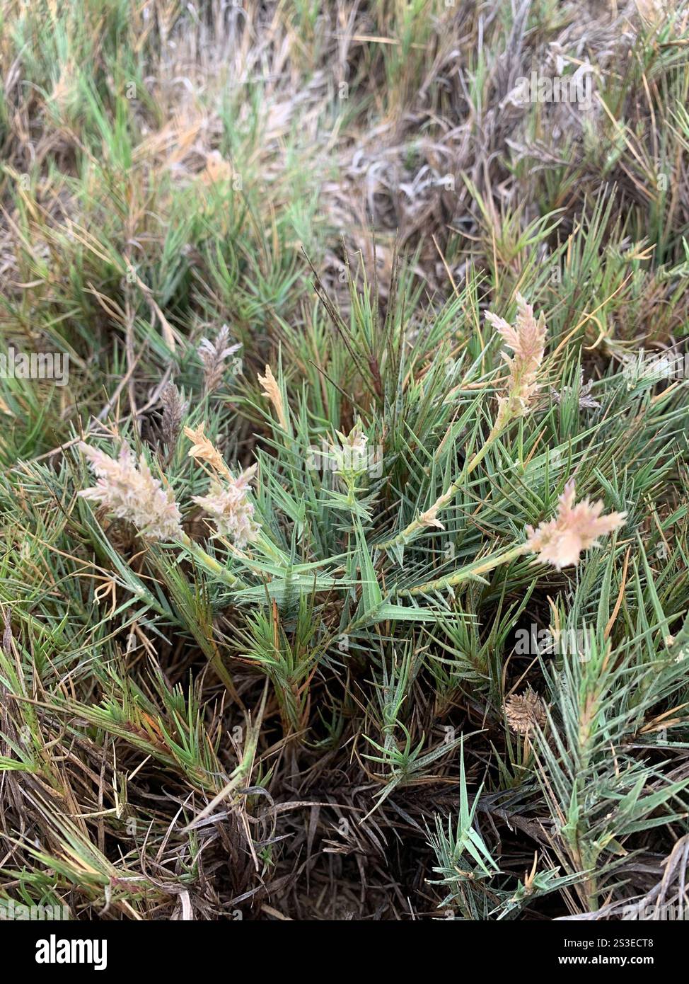 Saltgrass (Distichlis spicata Stock Photo - Alamy